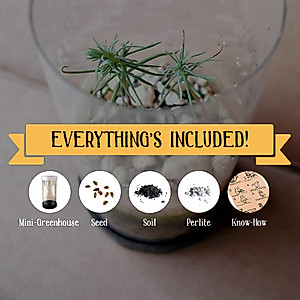 Bonsai Tree | Ginkgo Tree | Seed Grow Kit | The Jonsteen Company