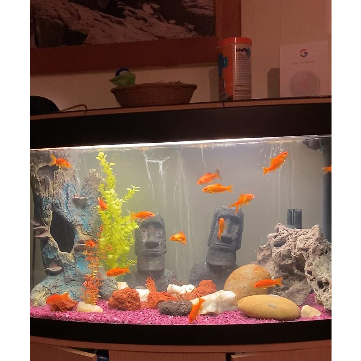 Toledo Goldfish Live Comet Common Feeder Goldfish for Ponds, Aquariums or Tanks – USA Born and Raised – Live Arrival Guarantee – 0.75 to 1.5 inches, 10 Fish