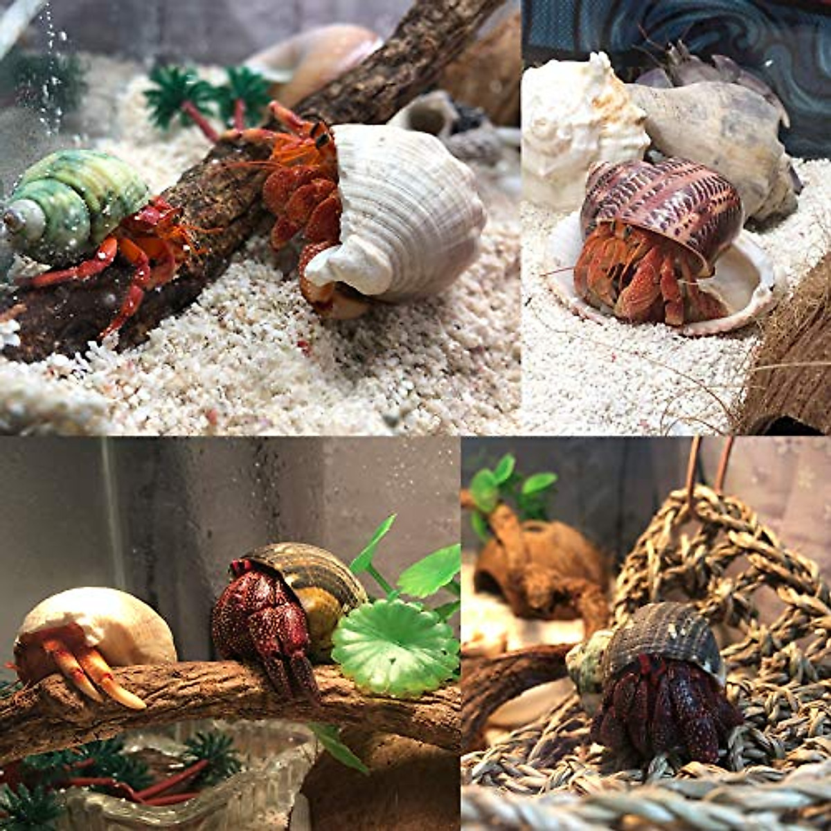 Hermit Crab Shells Medium to Large Growth Turbo Seashells 1"-2" Openning Size Natural Supplies Conch Habitat