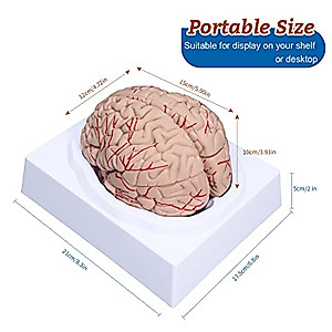 Brain Anatomy Model Life Size Human Brain Model 8-Part Neuroscience Brain Model with Arteries Detachable Brain Amygdala Model for Science Classroom Study Display Medical Teaching Model