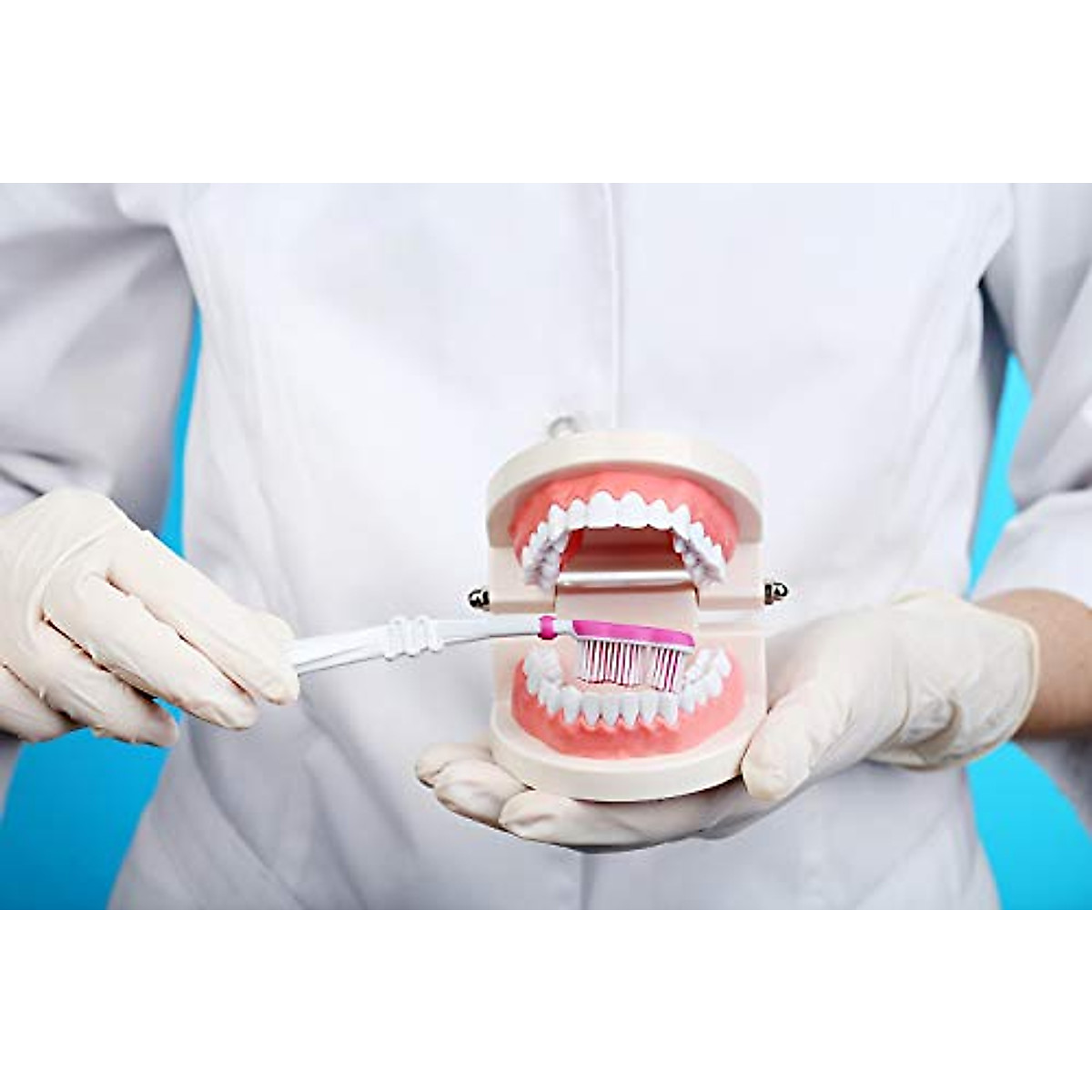 1 Pack Standard Teeth Model Adult Standard Typodont Demonstration Denture Model for Kids Dental Teaching, Clean Display, Education, Study (No Wisdom Teeth)(with 2 Fixed Wrench)