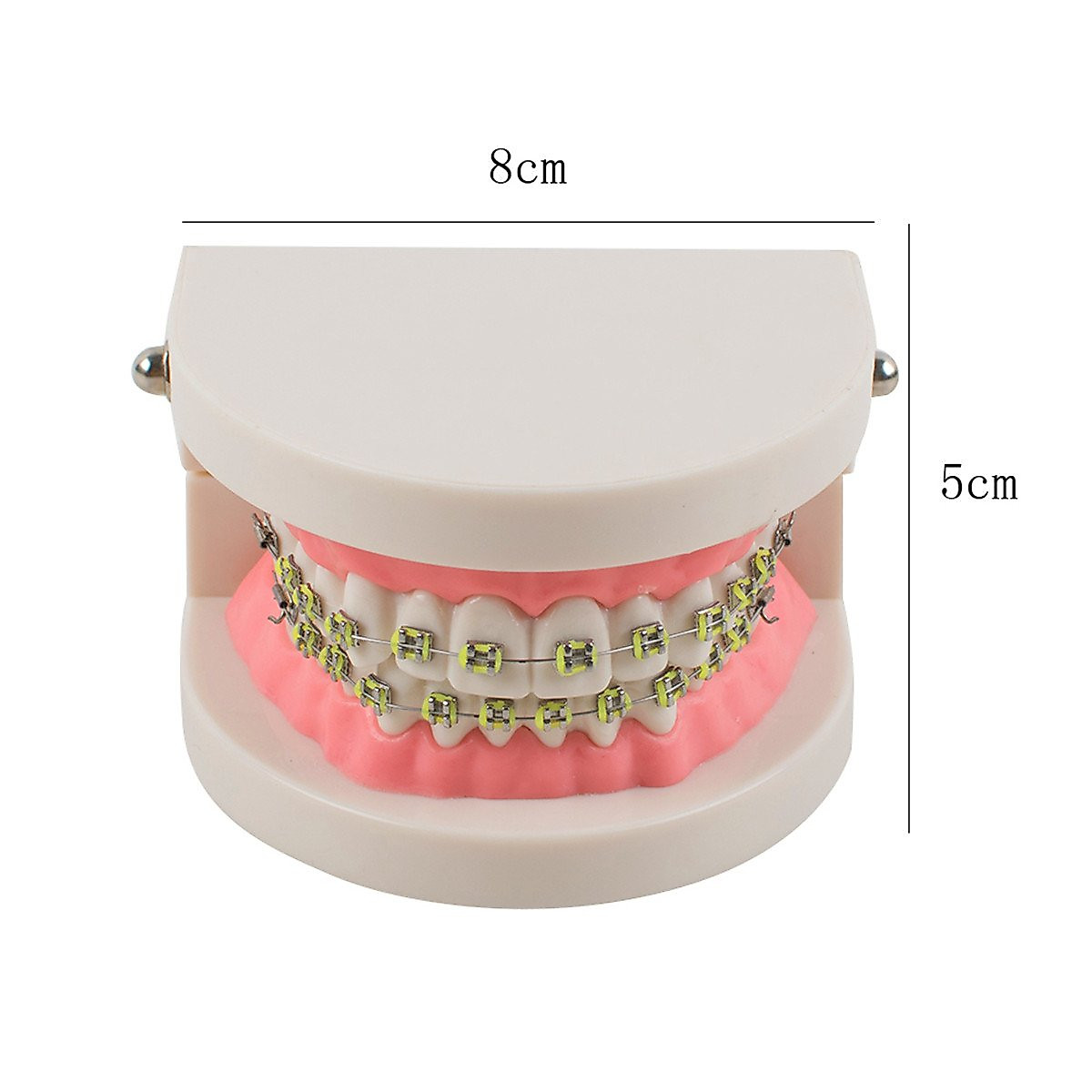 Dental Adult Typodont Demonstration Teeth Model Orthodontic Model Teeth Teach Study Model with Brackets