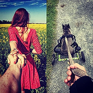 Walkin’ Wheels Custom Dog Wheelchair for Medium Dogs | Veterinarian Approved | Dog Wheelchair for Back Legs | Choose from 3 Custom Colors: Blue, Pink, and Camo