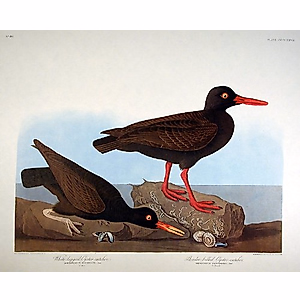 White-legged Oyster-catcher, Slender-billed Oyster-catcher. From"The Birds of America" (Amsterdam Edition)