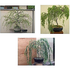 Ultimate Willow Bonsai Bundle - 9 Types of Exotic Willow to Grow as Bonsai