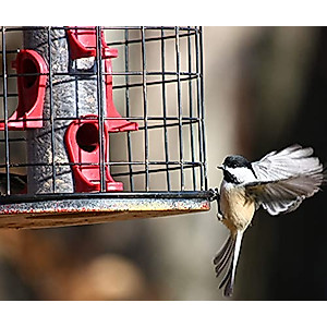 Prairie Melody(TM) Premium Black Oil Sunflower Bird Seed, Pesticide Free, 12-Pound Bag