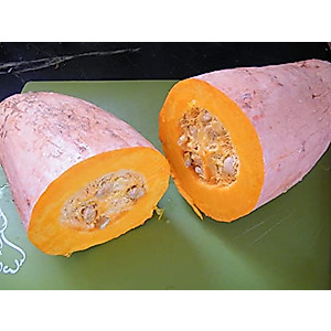 TomorrowSeeds - Jumbo Pink Banana Squash Seeds - 40+ Count Packet - Georgia Candy Roaster Big Sweet Butternut Pumpkin Winter Garden