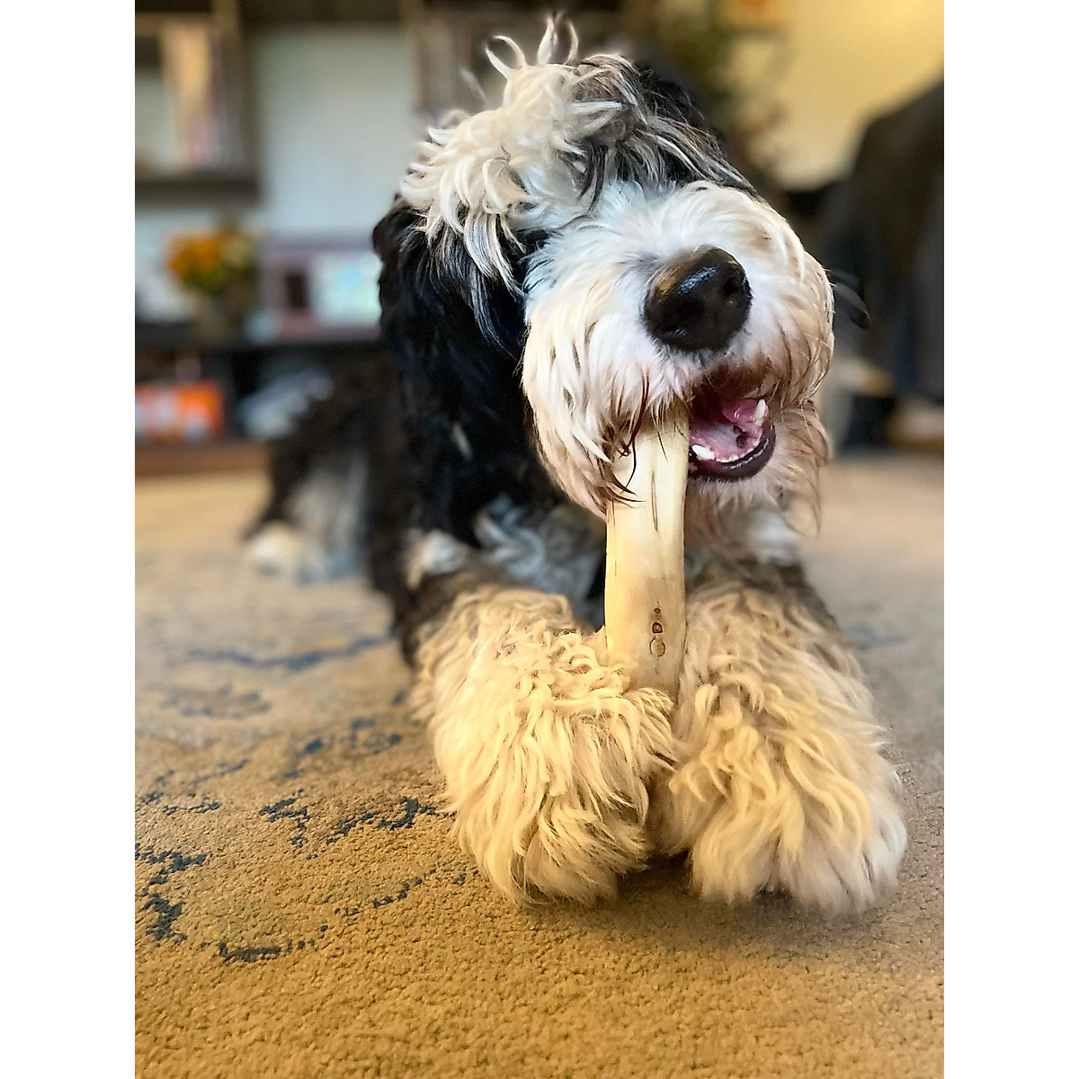 KITA Dog Coffee Wood Dog Chew Toy, Natural & Healthy Chew Sticks for Teeth Cleaning, Stress Relief (Small)