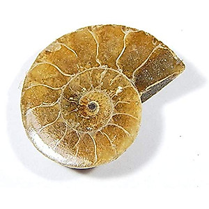 phoenix888 XUETZALCOATL Sureshvarah Sudarshan Shaligram 1.5cm - 2.5cm from Kali Gandaki 1 pcs