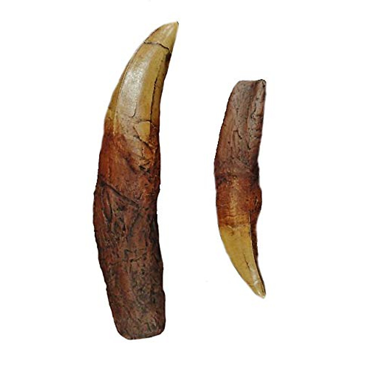 Tyrannosaurus Rex - T-Rex - Tooth w/Root Replica - 7.25"