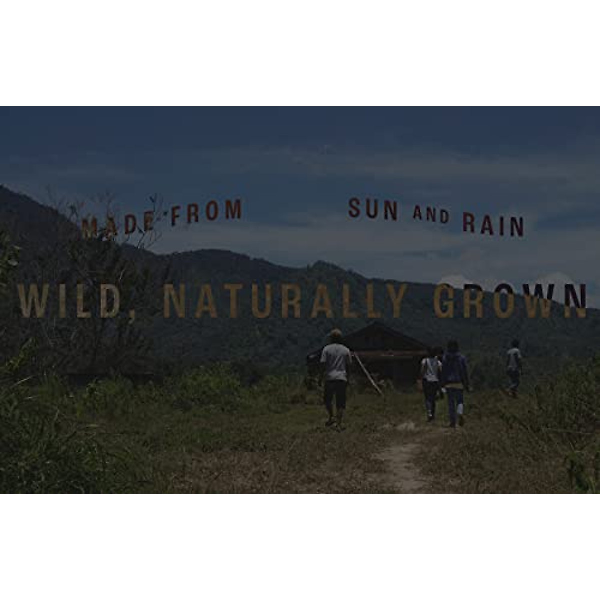 Toraja Mountain Coffee Utara, Indonesian Coffee, Low Acid, Limited Edition Dark Roast, Whole Bean Coffee, 12-ounce