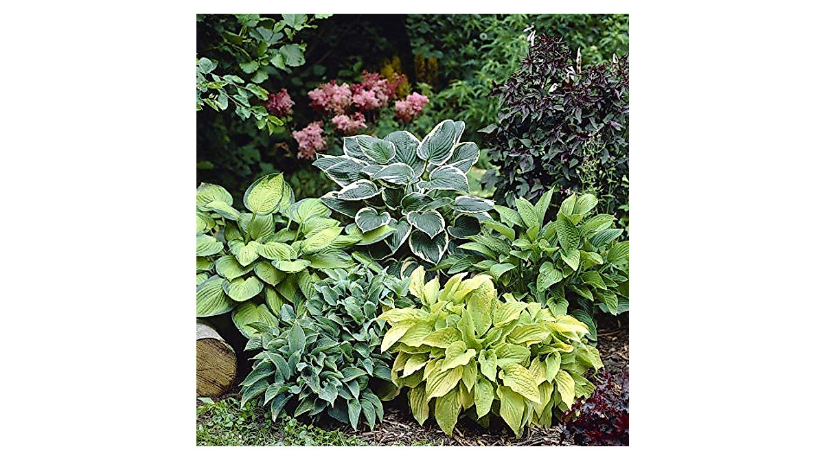 Mixed Hosta Perennials 6 Pack Bare Roots - Hardy Shade Plants
