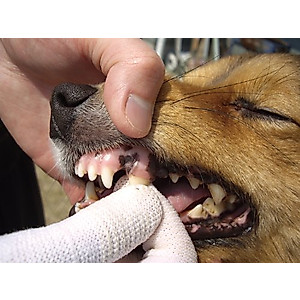 MIND UP Dog Mouth Care Yubi Toothbrush, Battery Powered, White, 0.4 oz