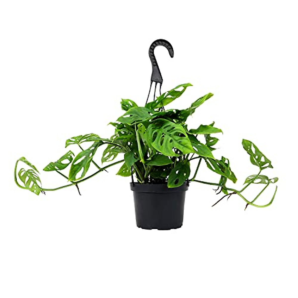 6" Swiss Cheese Plant Monstera Adansonii Live Plant Hanging Basket, Swiss Cheese Monstera Plant Live House Plants Indoors Live Plants Indoor Plants Live Houseplants Live Indoor by Plants for Pets