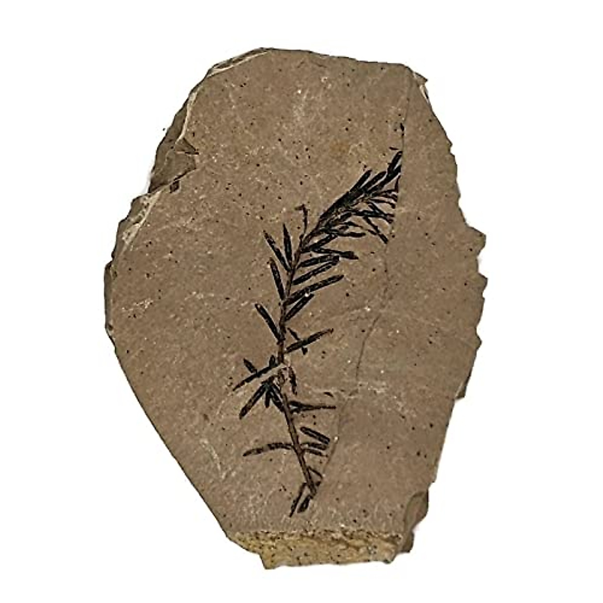 The Geode Mine Genuine Fossilized Leaf from The Metasequoia Tree (Dawn Redwood)