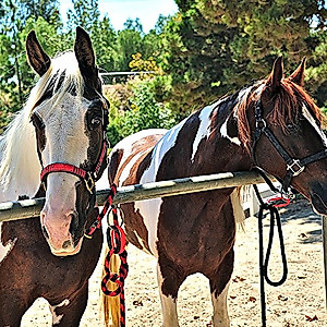 Safety Tie Injuries Preventing Horse Tether Tie - Portable & Reusable Breakaway Horse Tie - Safety for You & Your Horse - Quick Release Horse Tie - 5 Customizable Loop Setting - 2pcs (Black)