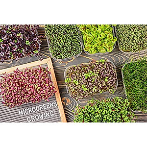 "Spicy Salad Mix" Microgreens Blend of Seeds, 300+ Heirloom Seeds Per Packet, (Isla's Garden Seeds), Non GMO Seeds, Great Indoor/Outdoor Home Garden Gift