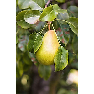 European Pear Tree Pyrus Communis Fruit Seeds - White Flowers / Green Fruit rasa1ca (25 Seeds)