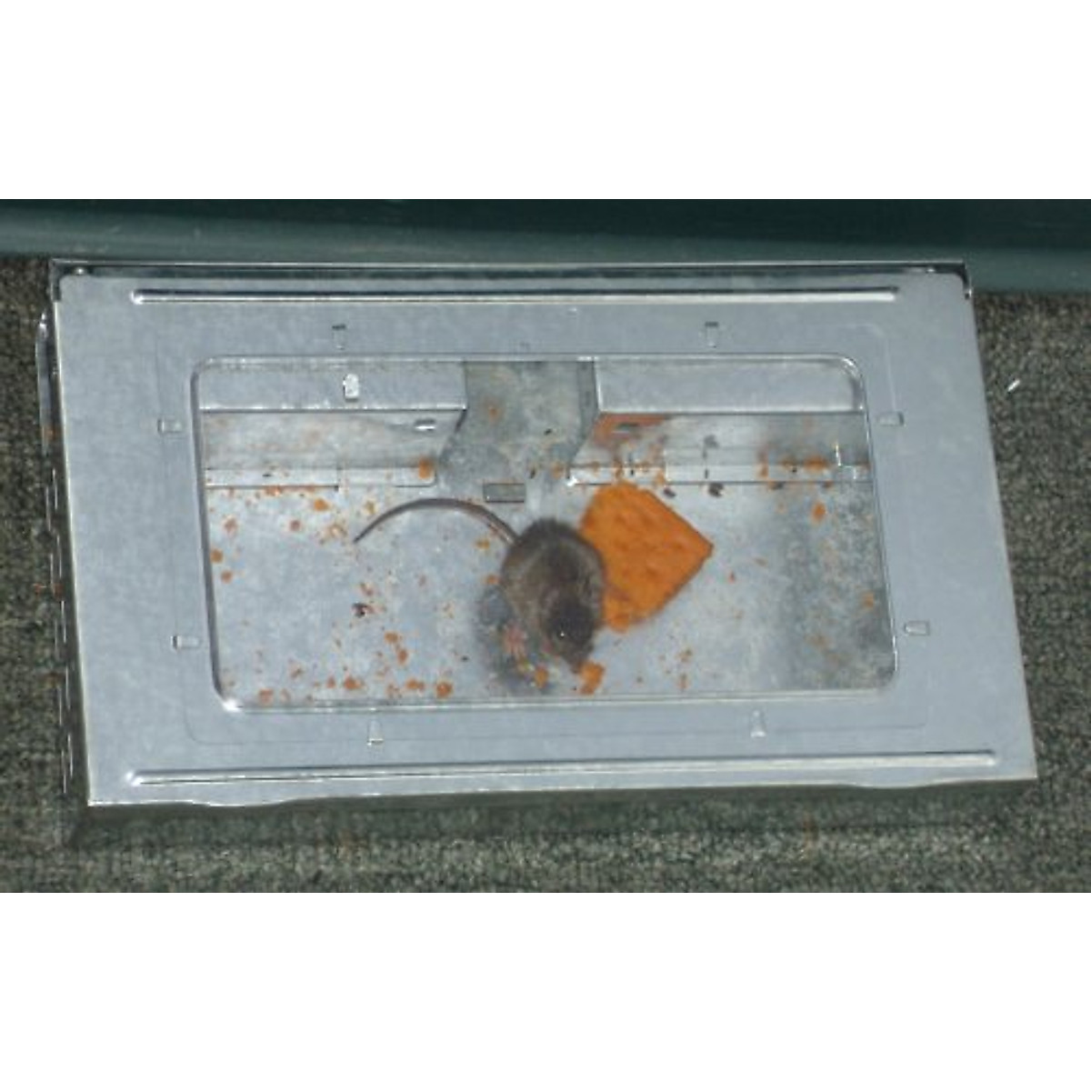Multi-Catch Clear Top Humane Repeater Mouse Trap