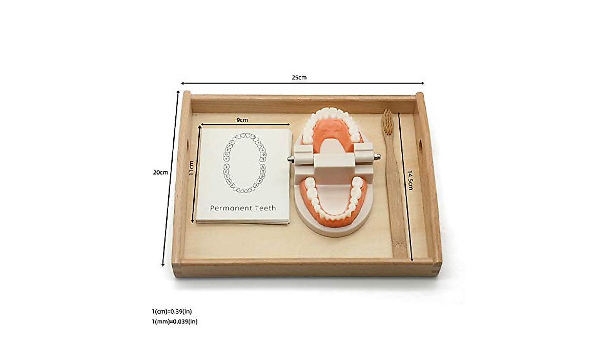 MEROCO Montessori Teeth Brushing Model for Kids - Teach Dental Hygiene