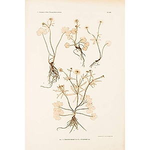 Ranunculus montanus; R. auricomus