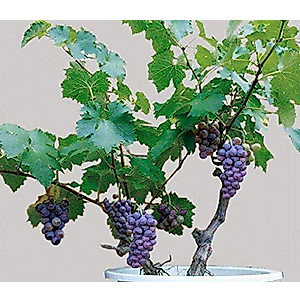 zellajake 30pcs Grape Vine Seeds Sweet Fruit Seed Succulent Plants Indoor Bonsai