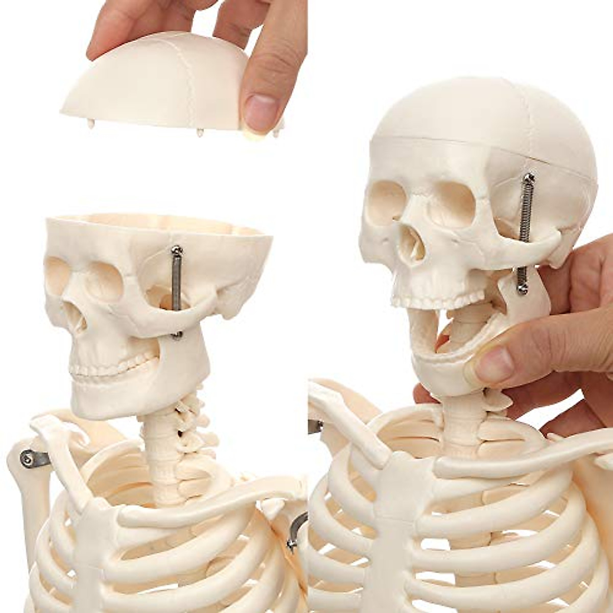 Human Skeleton Model for Anatomy Mini Human Skeleton Model with Metal Stand - 33.4 Inches Tall with Removable Arms and Legs Scientific Study Painted and Numbered Muscle Insertion and Origin Points