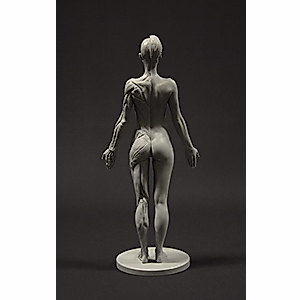 Female Anatomy Figure: 10.5-inch Anatomical Reference for Artists (Grey)