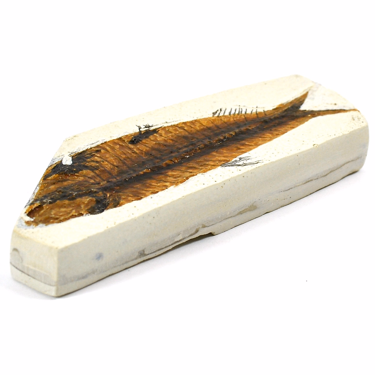 EISCO 4x10cm Fish Fossil Replica, Mesozoic