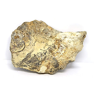 Ammonite Acanthoceras Split Polished Fossil Texas 96 MYO w/Label #16254 29o