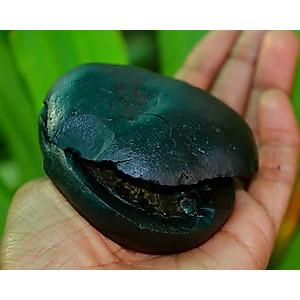Vishnu Shaligram,2.5"X2.25"Inch Mahavishnu Shaligram, Shaligram Shila, Gandaki River Nepal, Shaligram Stone, Religious Gift, Shaligram from Nepal-I-6052