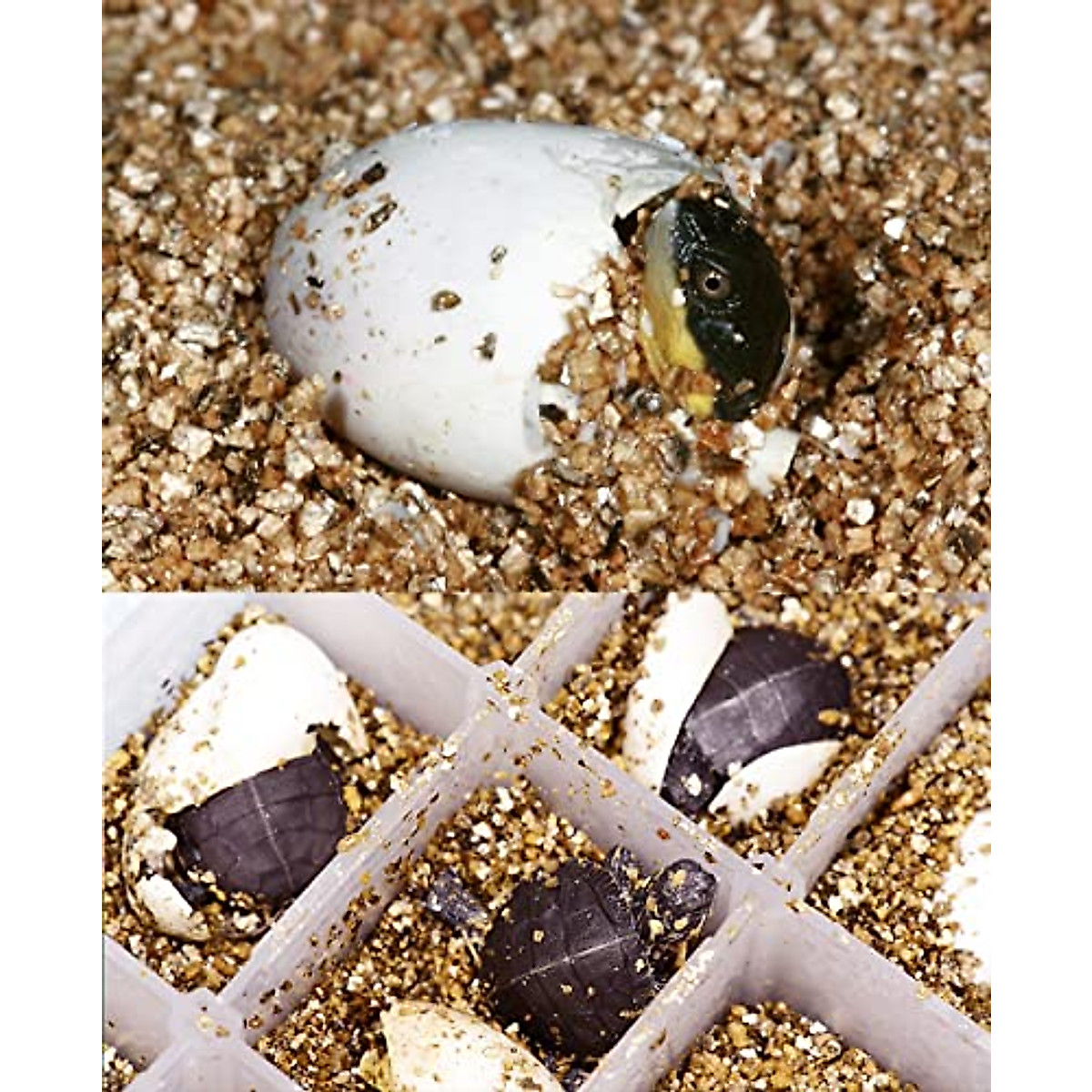 Organic Vermiculite 1 qt by Doter, Increases Water and Nutrient Retention and Aerates The Soil, Perfect for Root Cuttings, Seed Germination, Arranging Flowers, and Bedding for Invertebrates