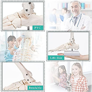 RONTEN Human Foot Skeletal Model, Life-Size Model Showing The Fibula, Tibia, Tarsus, Metatarsal and Phalanges of The Human Left Foot, Simulating Natural Motion