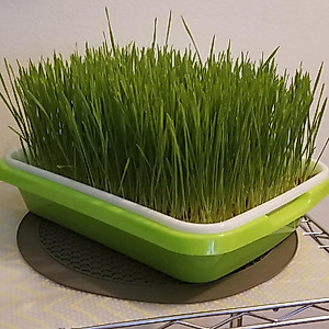 ZEONHAK 8 Pack Seed Sprouter Tray, BPA Free, Big Capacity Seed Germination Tray, Healthy Wheatgrass Seeds Grower with Lid for Growing, Bean Sprouts, Cat Grass, Wheat Grass, Mung Beans
