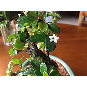 Indoor Bonsai, Fukien Tea, Flowers Constantly, 10 Years Old, S Trunk Style. Free Watering Tray.