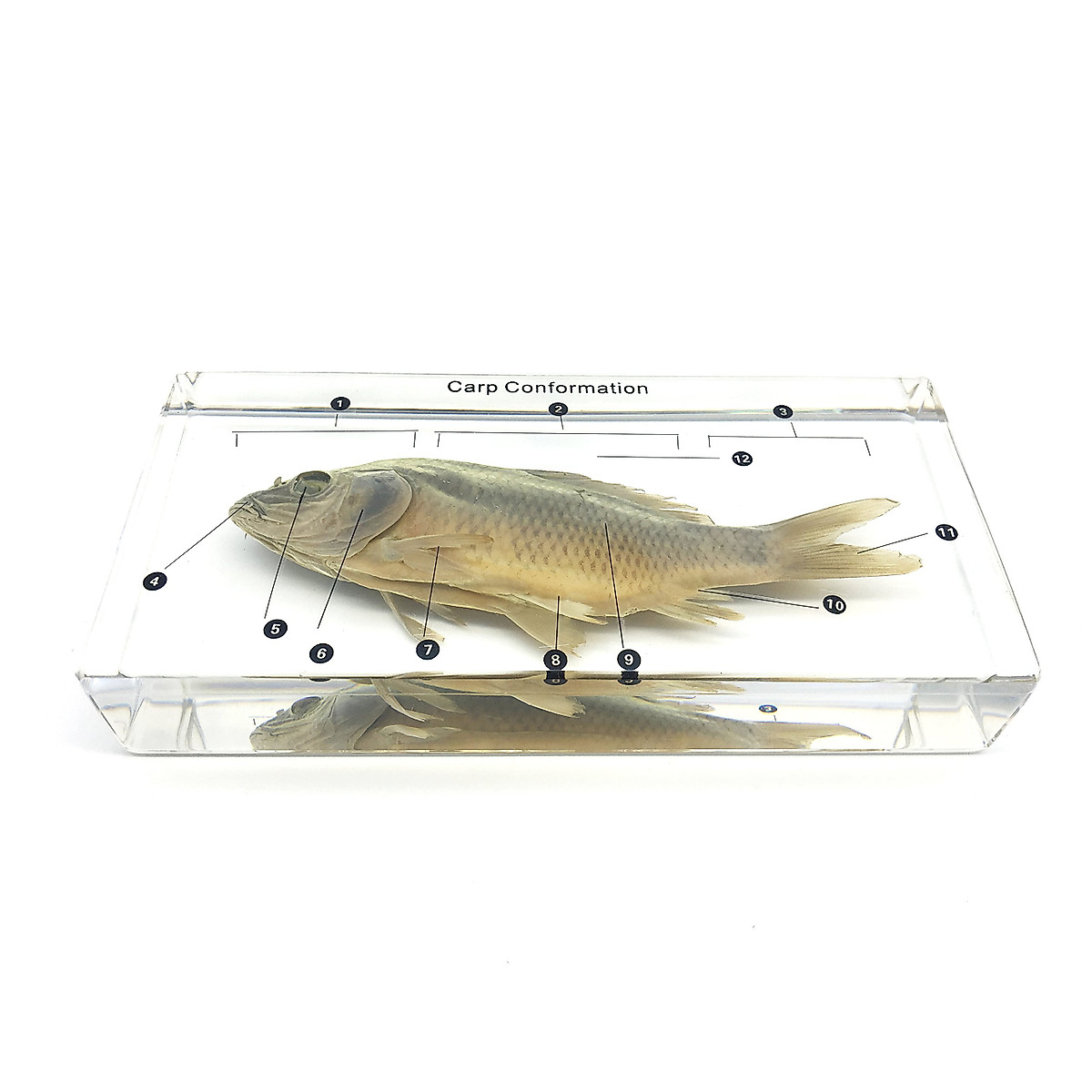 Fish Carp Conformation Specimen in Acrylic Block Paperweights Science Classroom Specimens for Science Education