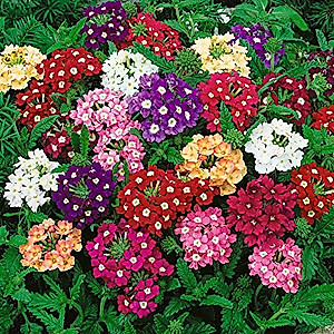 Outsidepride Verbena Flower & Ground Cover Plant Seed Mix - 1000 Seeds