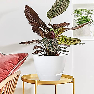 WOUSIWER 10 inch Self Watering Planters, 2 Pack Large Plastic Plant Pots with Deep Reservior and High Drainage Holes for Indoor Outdoor Plants and Flowers, White