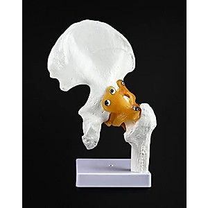 QWORK Human Hip Bone Model with Flexible Ligaments, Hip Joint Model, Features Femur, Hip Bone and Peripheral Ligaments, for Classroom Education & Medical Training