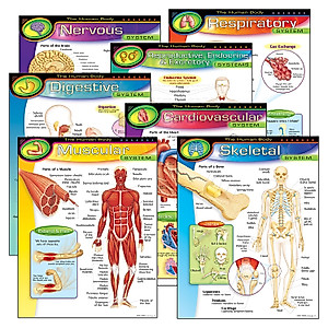 TREND ENTERPRISES, INC. T-38913 The Human Body Learning Charts Combo Pack, Set of 7, Multi