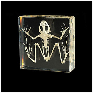 FHUILI Real Frog Skeleton Specimens - Frog Skeleton Natural Bone Model - Transparent Resin Animal Skeleton Embedding Specimen - Science Education Animal Anatomyl Specimen