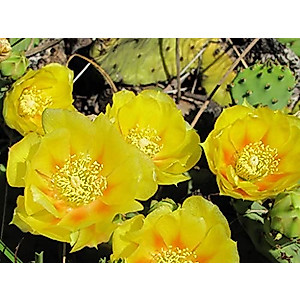 Prickly Pear Cactus Plant, Spineless Prickly Pear Cactus Rooted for Growing, 4 Inc to 7 Inc Long, Succulents Plants Live