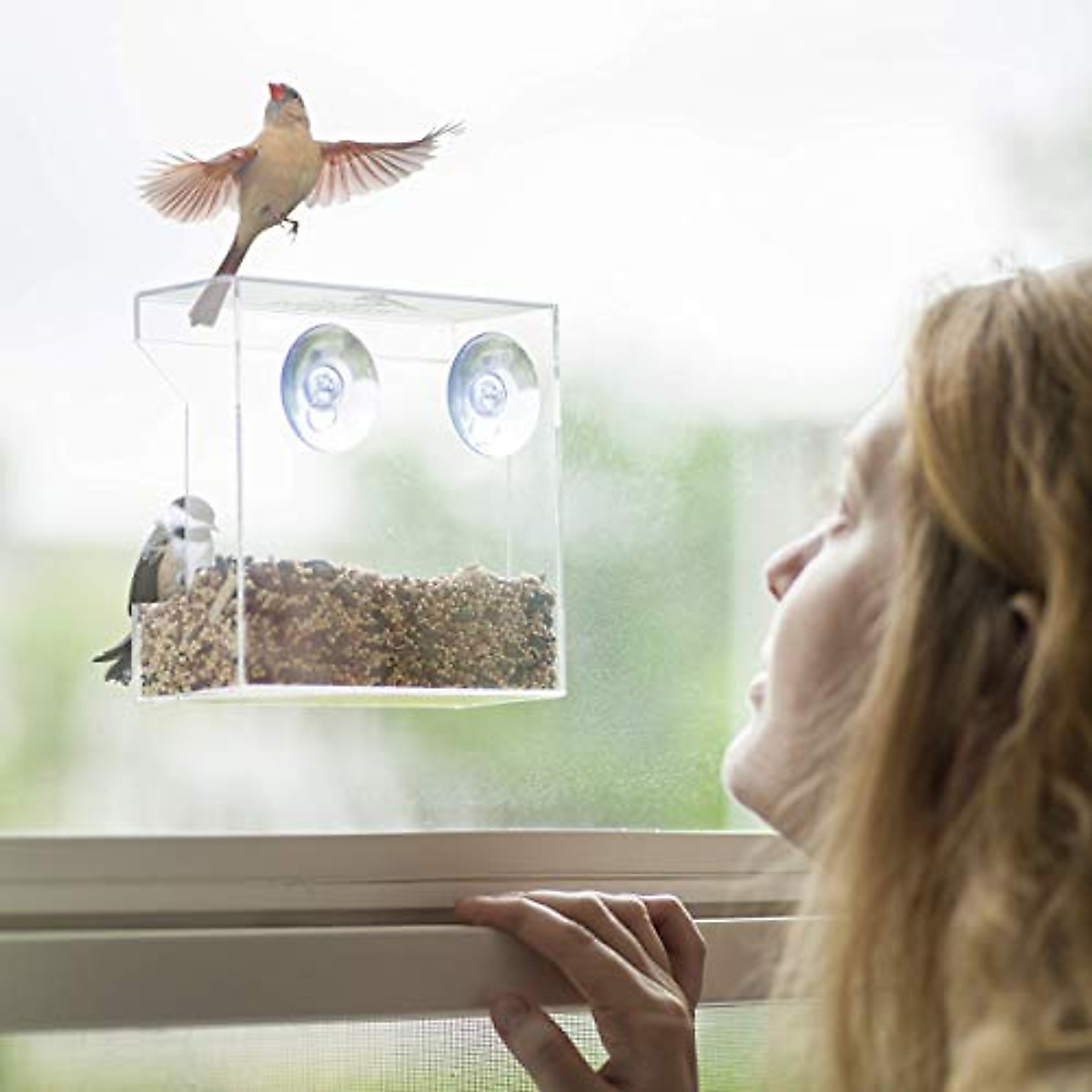 Wild Birds of Joy Window Bird Feeder with Strong Suction Cups and Seed Tray with Drain Holes, Small, Compact, Clear Acrylic, Easy Clean, Outside Feeders for Transparent Viewing