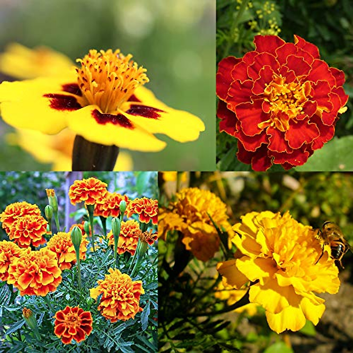 NatureZ Edge Marigold Seeds Mix, Over 5600 Seeds, Marigold Seeds for Planting Outdoors, Dainty Marietta, Petite French, Sparky French, and More
