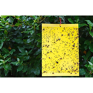 Insectifuge 30Pcs Dual-Sided Yellow Sticky Traps for Plant Gnats - Waterproof Fly Paper Outdoor Indoor for Fungus Gnat Trap, Fly Tape Outdoor for Whiteflies, Aphids, Leafminers, Fruit Fly Sticky Traps
