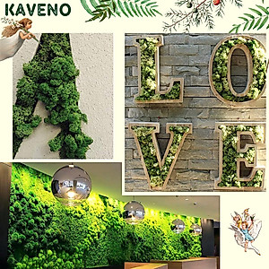 Moss Preserved, Green Moss for Fairy Gardens, Terrariums, Any Craft or Floral Project or Wedding Other Arts (Green, 3OZ)