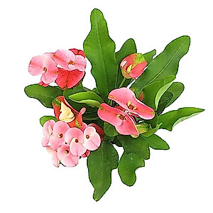 Euphorbia Crown of Thorns Plant Decor, Perennial Plants Ready to Plant, Cactus Plants Live Houseplants, Outdoor Plants Live House Plants Live Plants Indoor Plants Live Houseplants by Plants for Pets