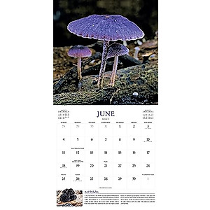 Fantastic Fungi Wall Calendar 2023: For Mycologists, Artists, Foodies, Ecologists, Doctors, and Explorers