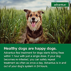 Advantus Dog Advantus Chewable Flea Treatment for Dogs 4 - 22 lbs. | 7 ct.