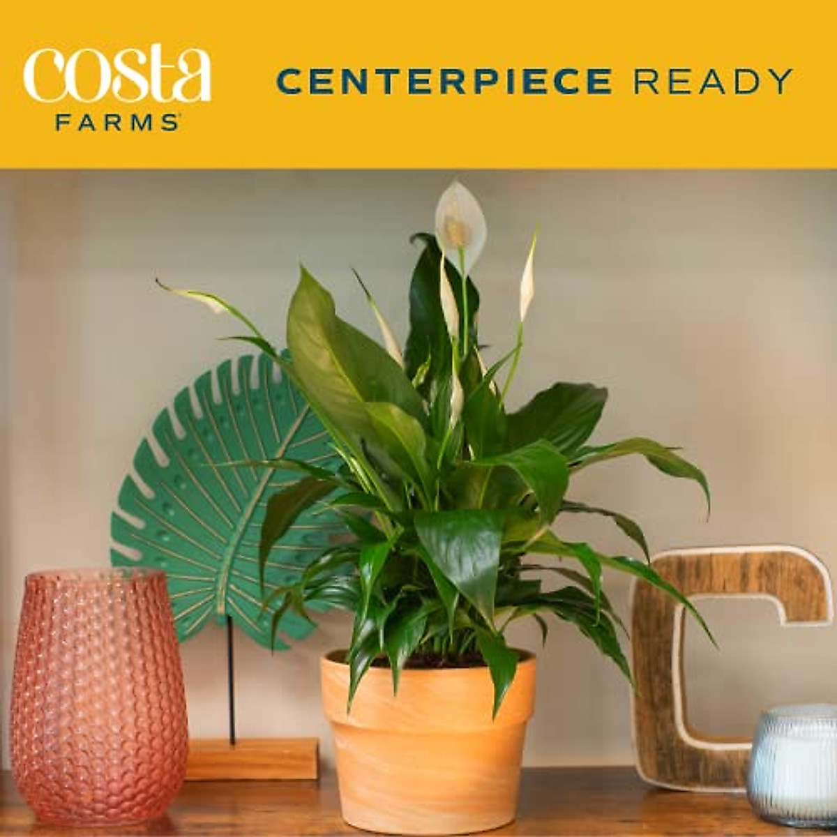 Costa Farms Peace Lily Plant, Live Indoor House Plant with Flowers, Room Air Purifier in Modern Decor Planter, Potting Soil, Plant Lover, Anniversary or New Home Gift, Desk Decor, 15-Inches Tall
